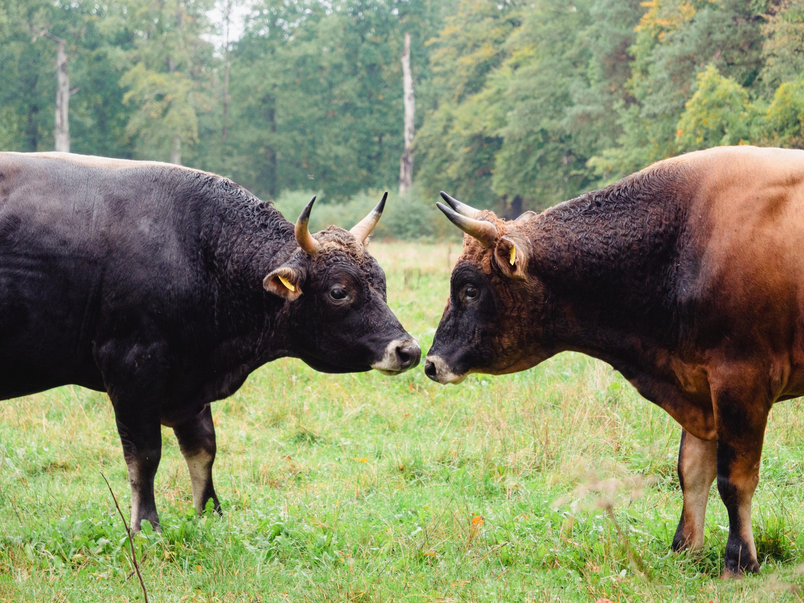 Home - Dierwaardigheid in de veehouderij